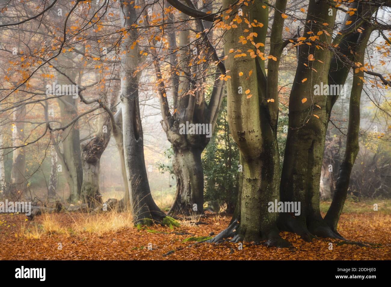 New Forest Scenes Stock Photo - Alamy