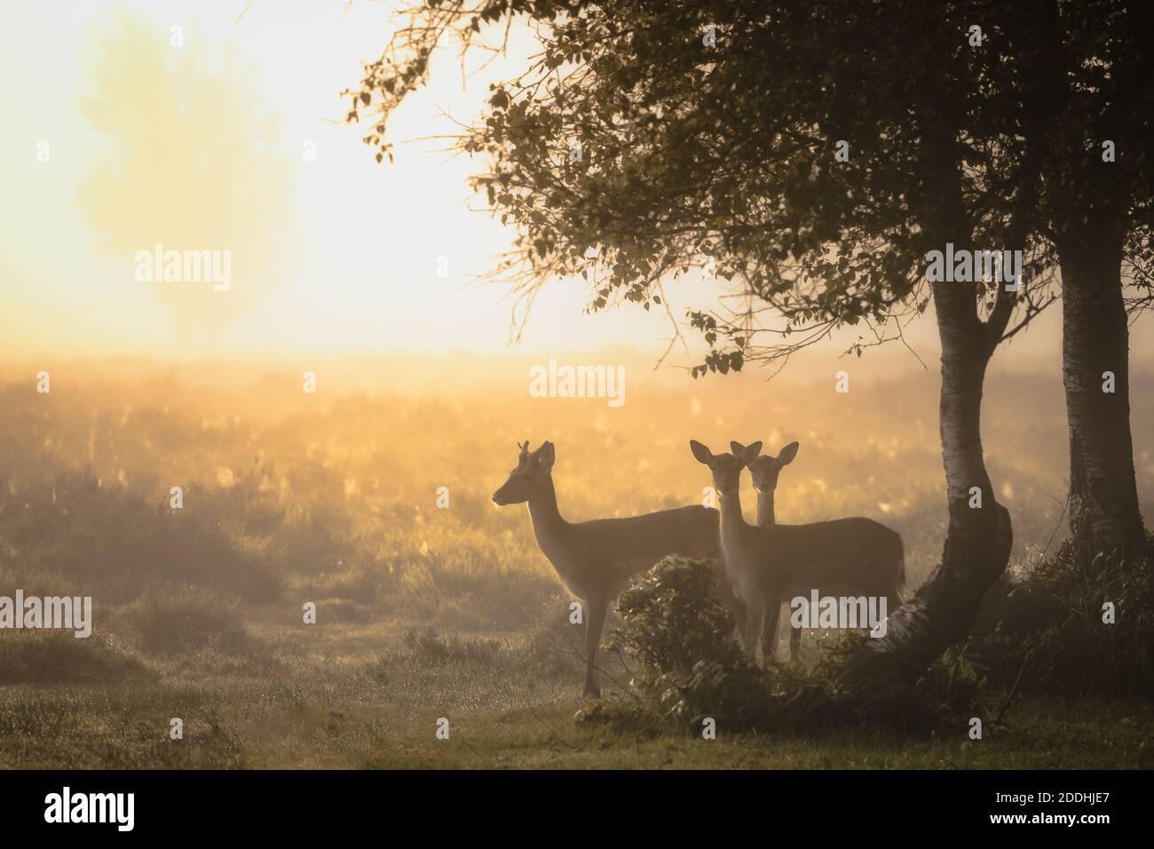New Forest Deer Stock Photo - Alamy