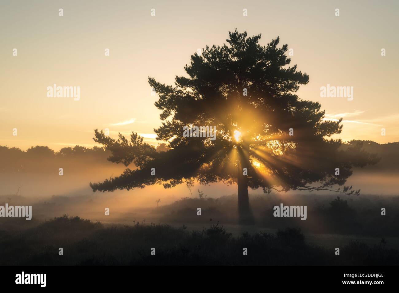 New Forest Scenes Stock Photo - Alamy