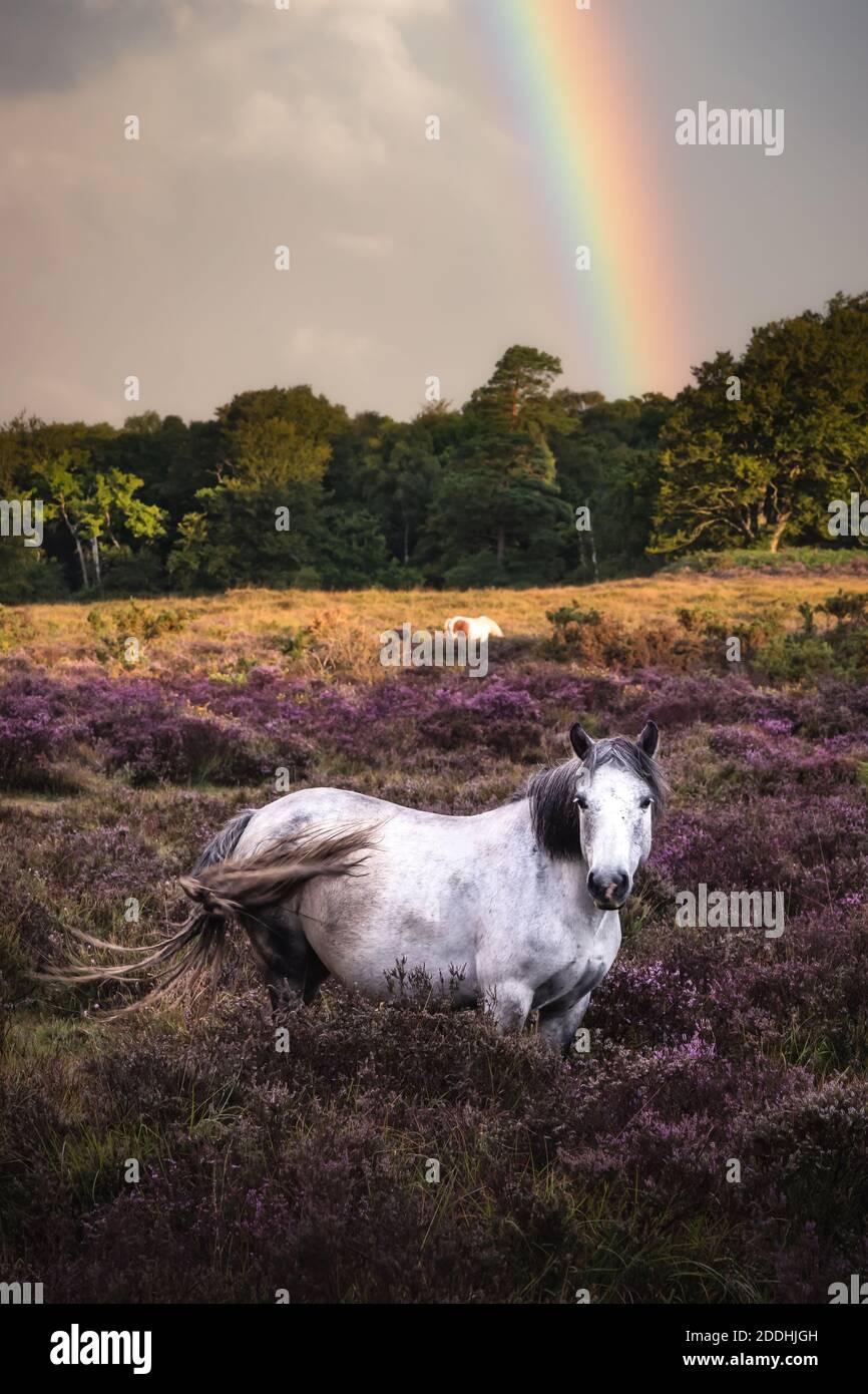 New Forest Pony and Rainbow Stock Photo - Alamy