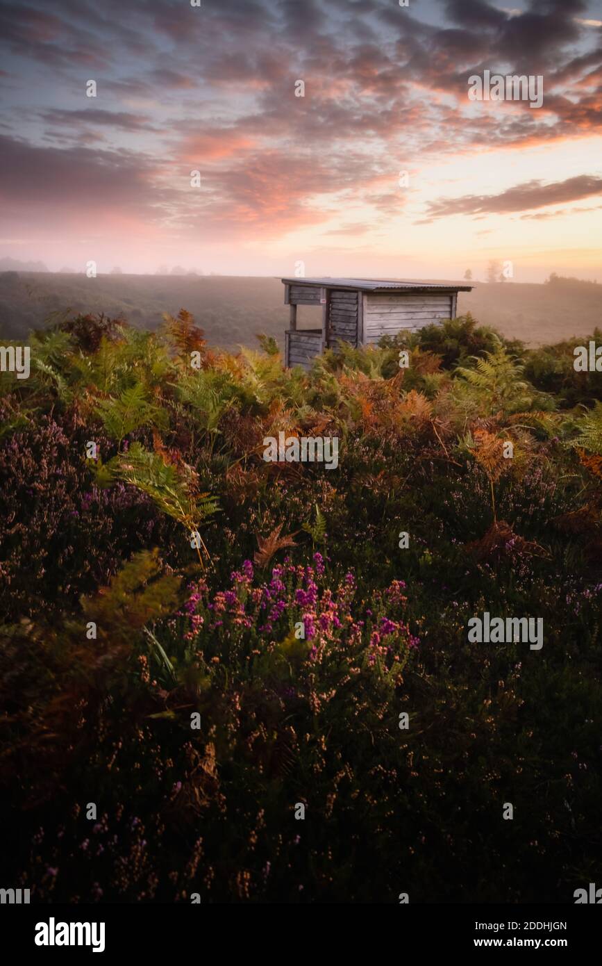 New Forest Scenes Stock Photo - Alamy