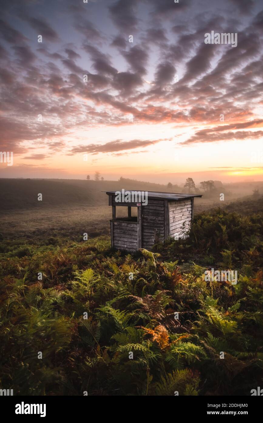 New Forest Scenes Stock Photo - Alamy