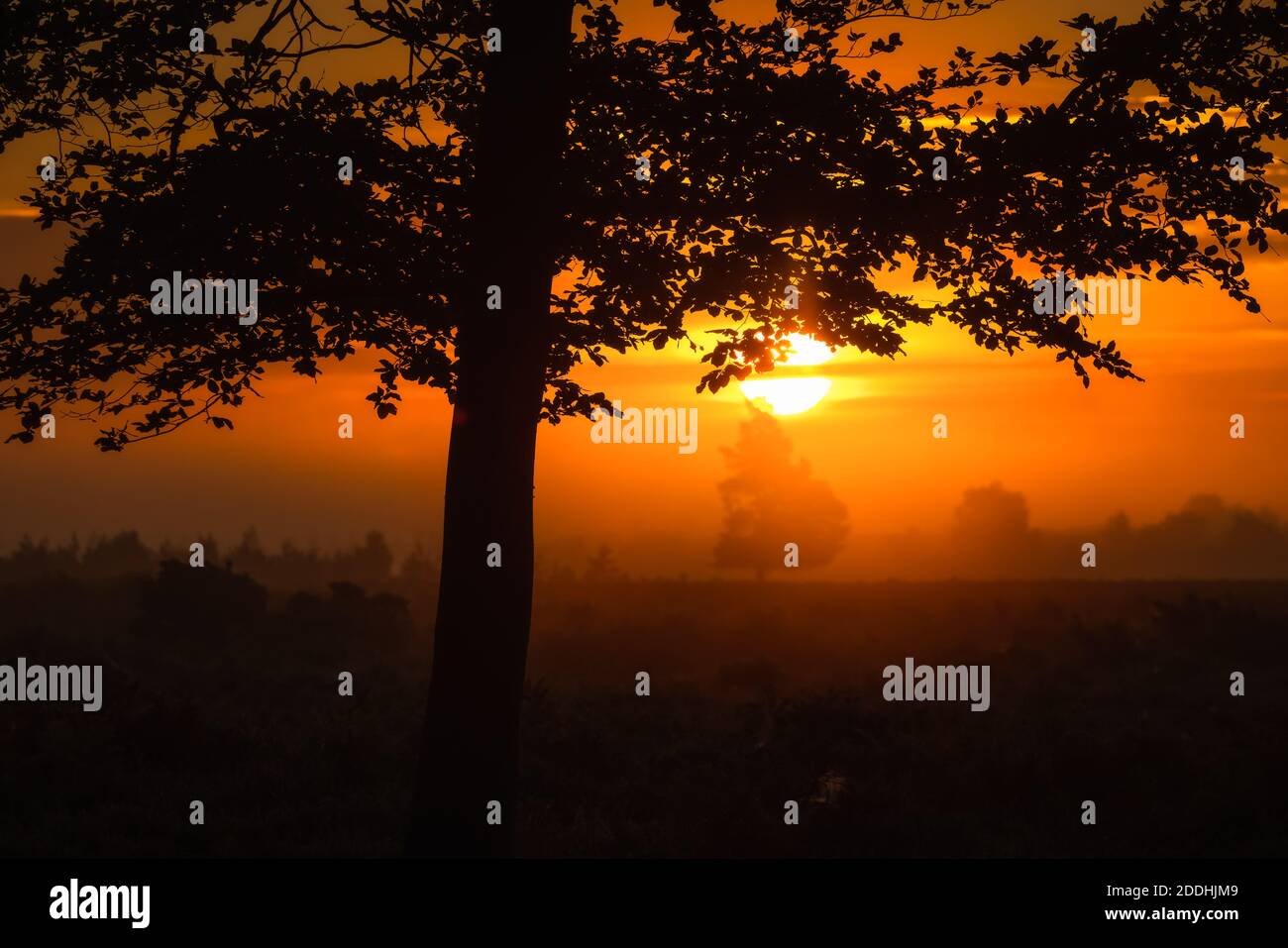 New Forest Scenes Stock Photo - Alamy