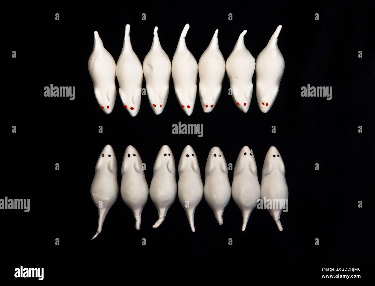 Sweet white mice from marshmallow, foamy sugar, flat layed in two ...