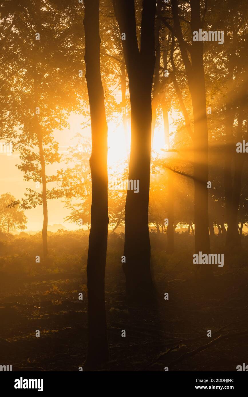 New Forest Scenes Stock Photo - Alamy