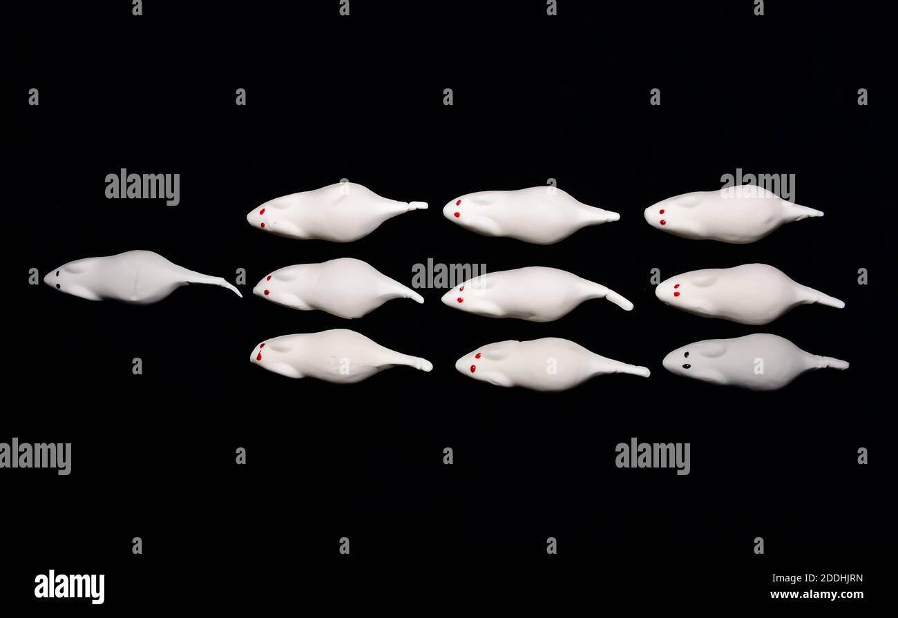 Sweet white mice from marshmallow, foamy sugar, flat layed in form of a ...