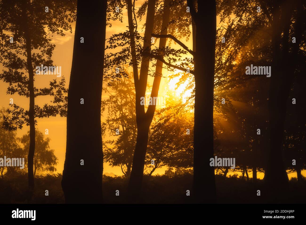 New Forest Scenes Stock Photo - Alamy