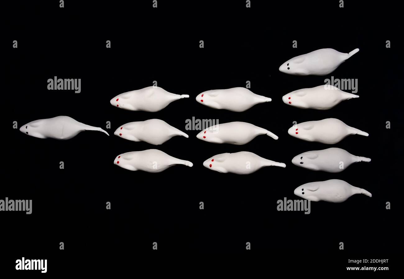 Sweet white mice from marshmallow, foamy sugar, flat layed in form of a ...