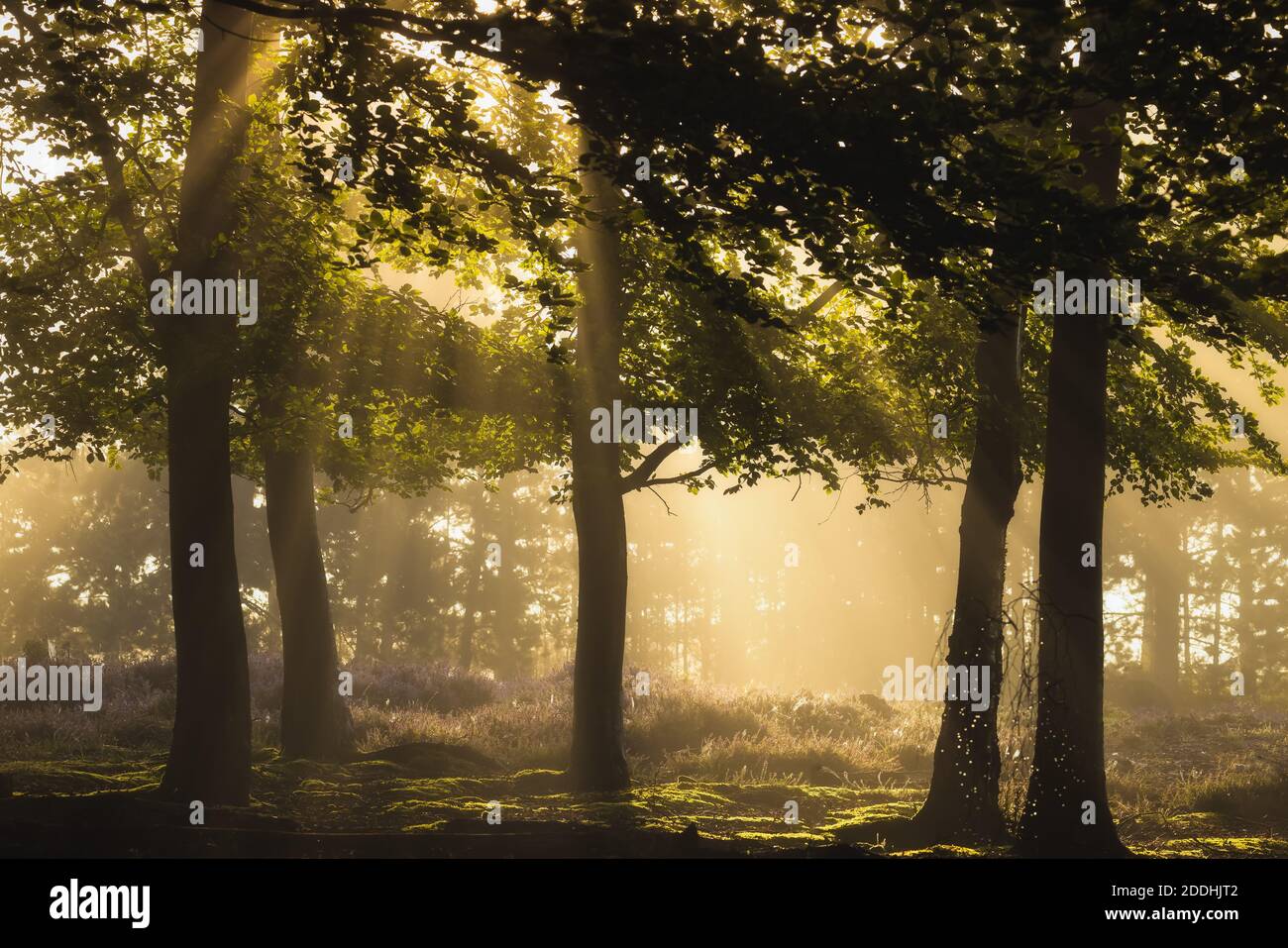 New Forest Scenes Stock Photo - Alamy