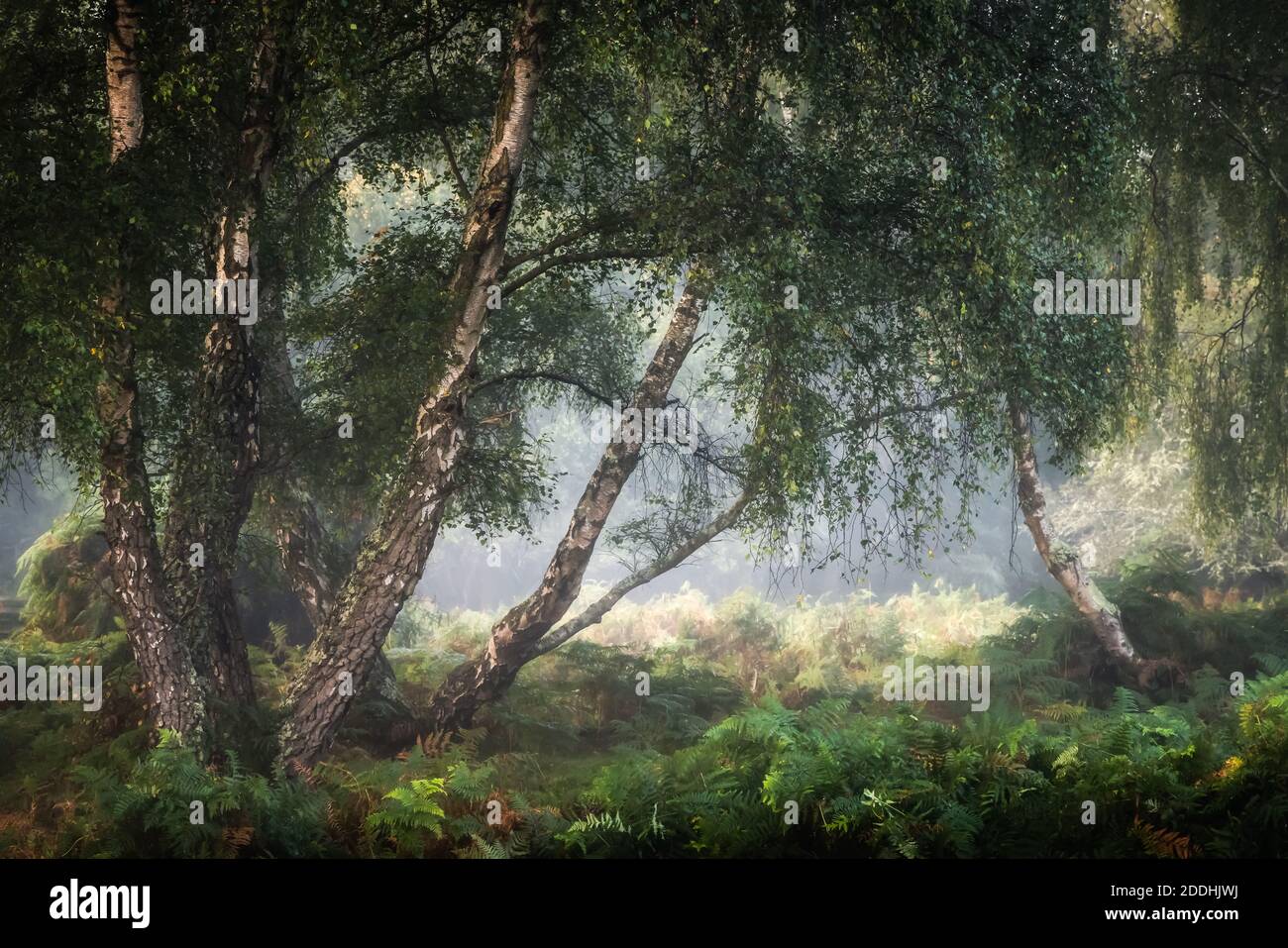 New Forest Scenes Stock Photo - Alamy