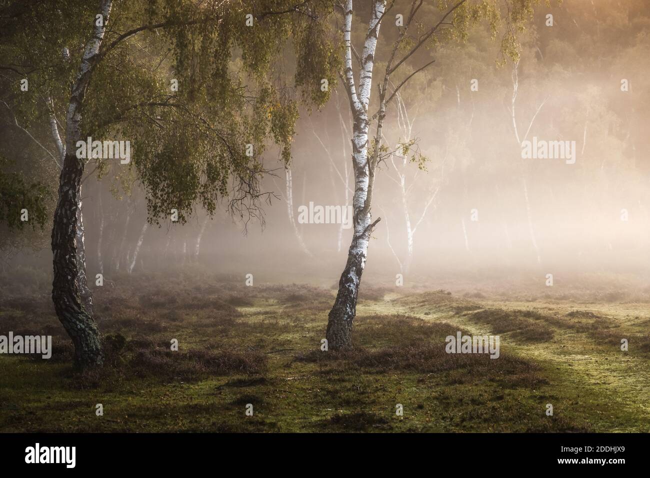 New Forest Scenes Stock Photo - Alamy