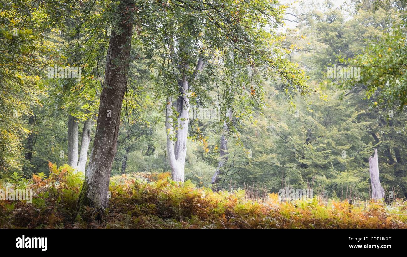 New Forest Scenes Stock Photo - Alamy