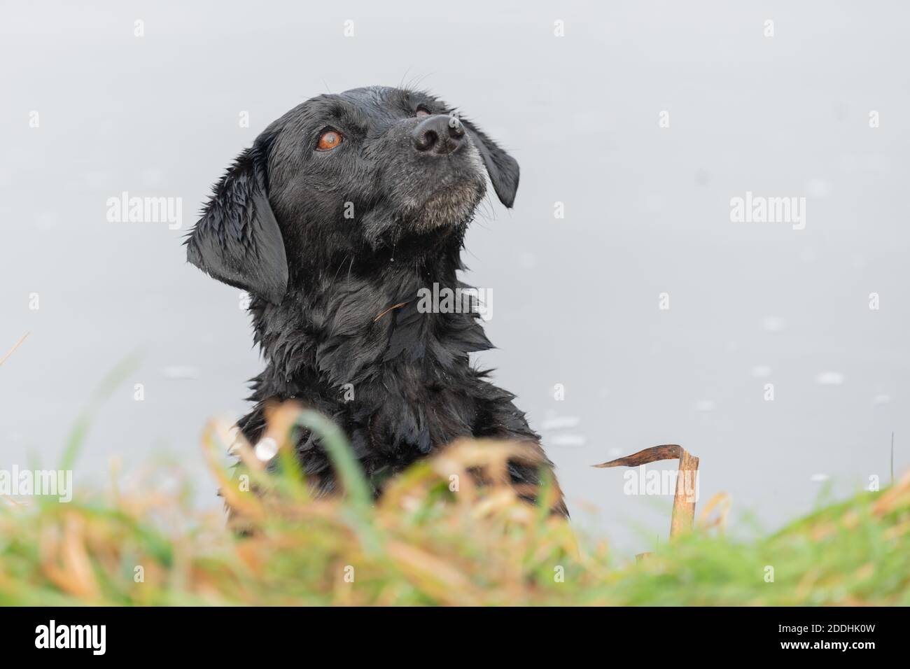 Head shot of a black Labrador in the water looking expectantly Stock ...