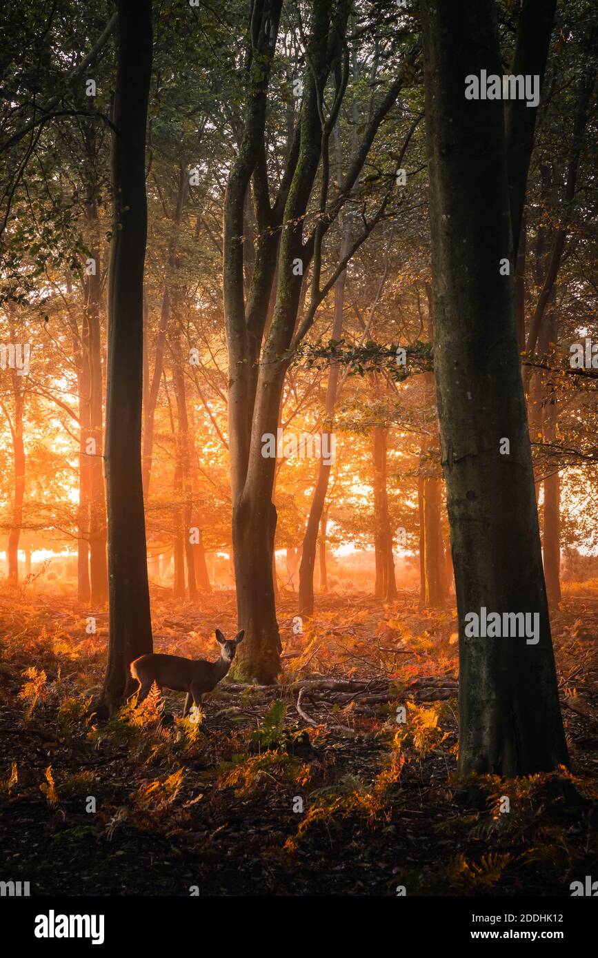 New Forest Scenes Stock Photo - Alamy
