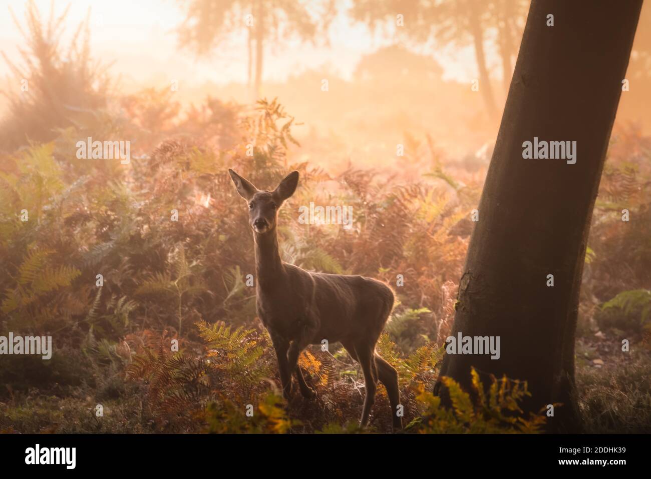 New Forest Scenes Stock Photo - Alamy