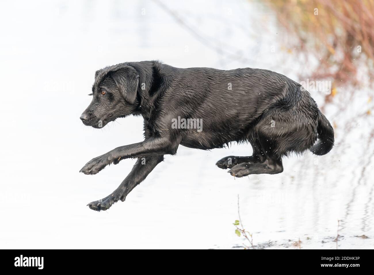 Action shot of a wet black Labrador retriever jumping into the water ...