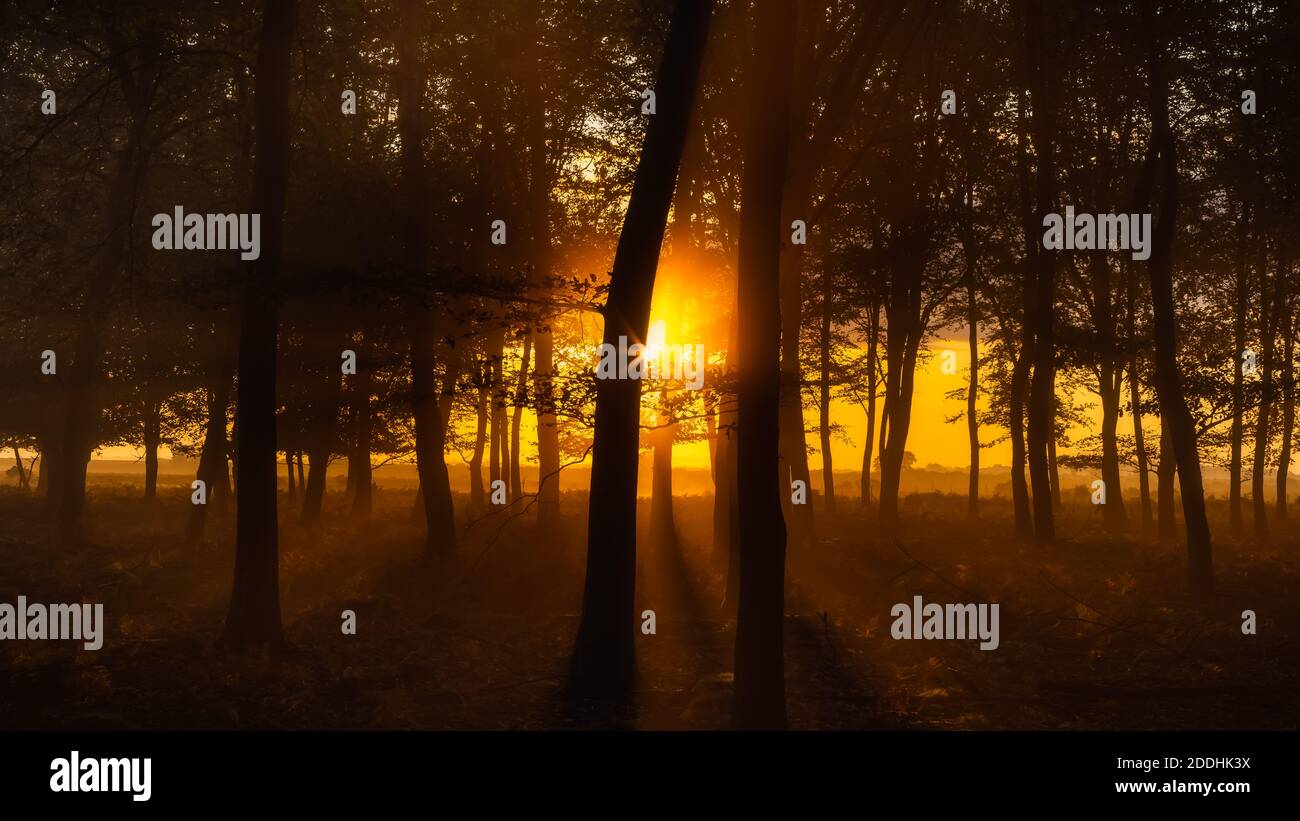 New Forest Scenes Stock Photo - Alamy