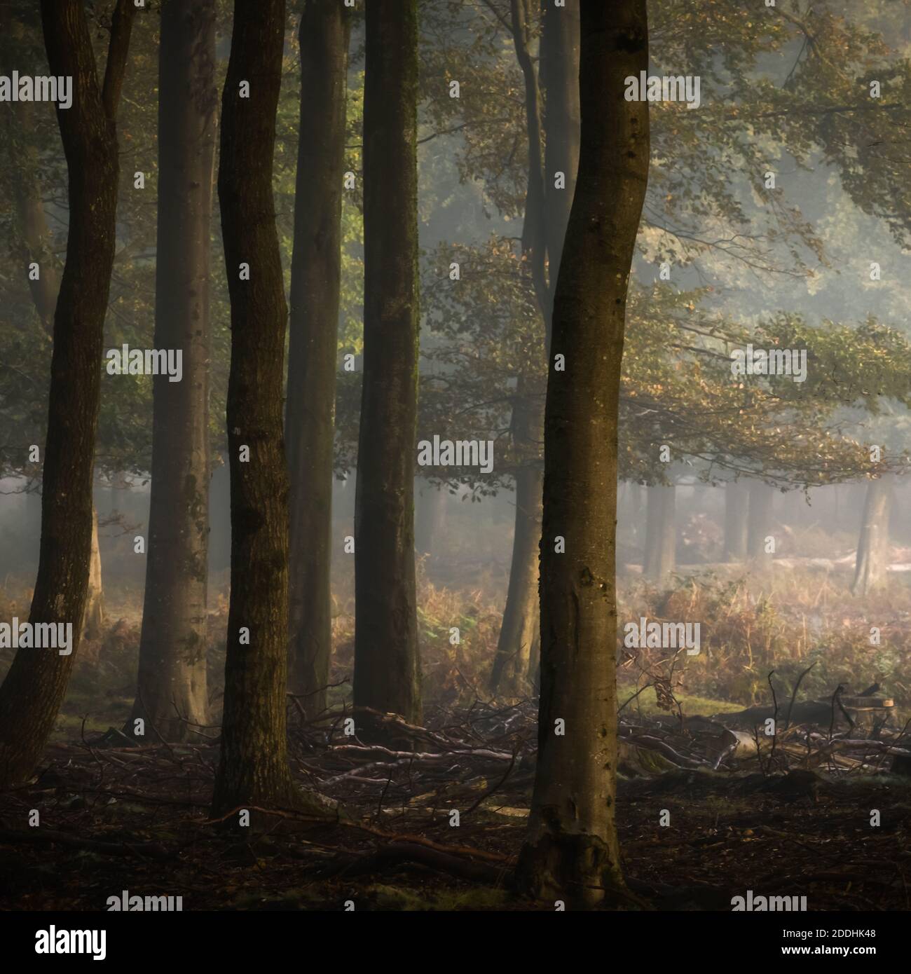 New Forest Scenes Stock Photo - Alamy