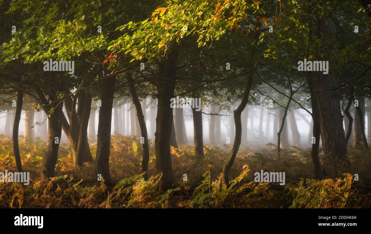 New Forest Scenes Stock Photo - Alamy