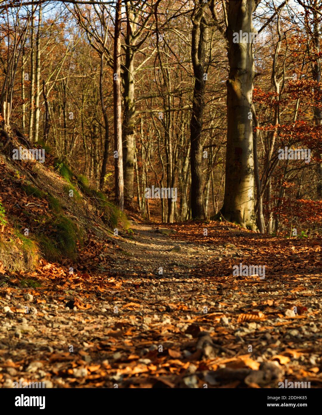 Trees perspective hi-res stock photography and images - Alamy