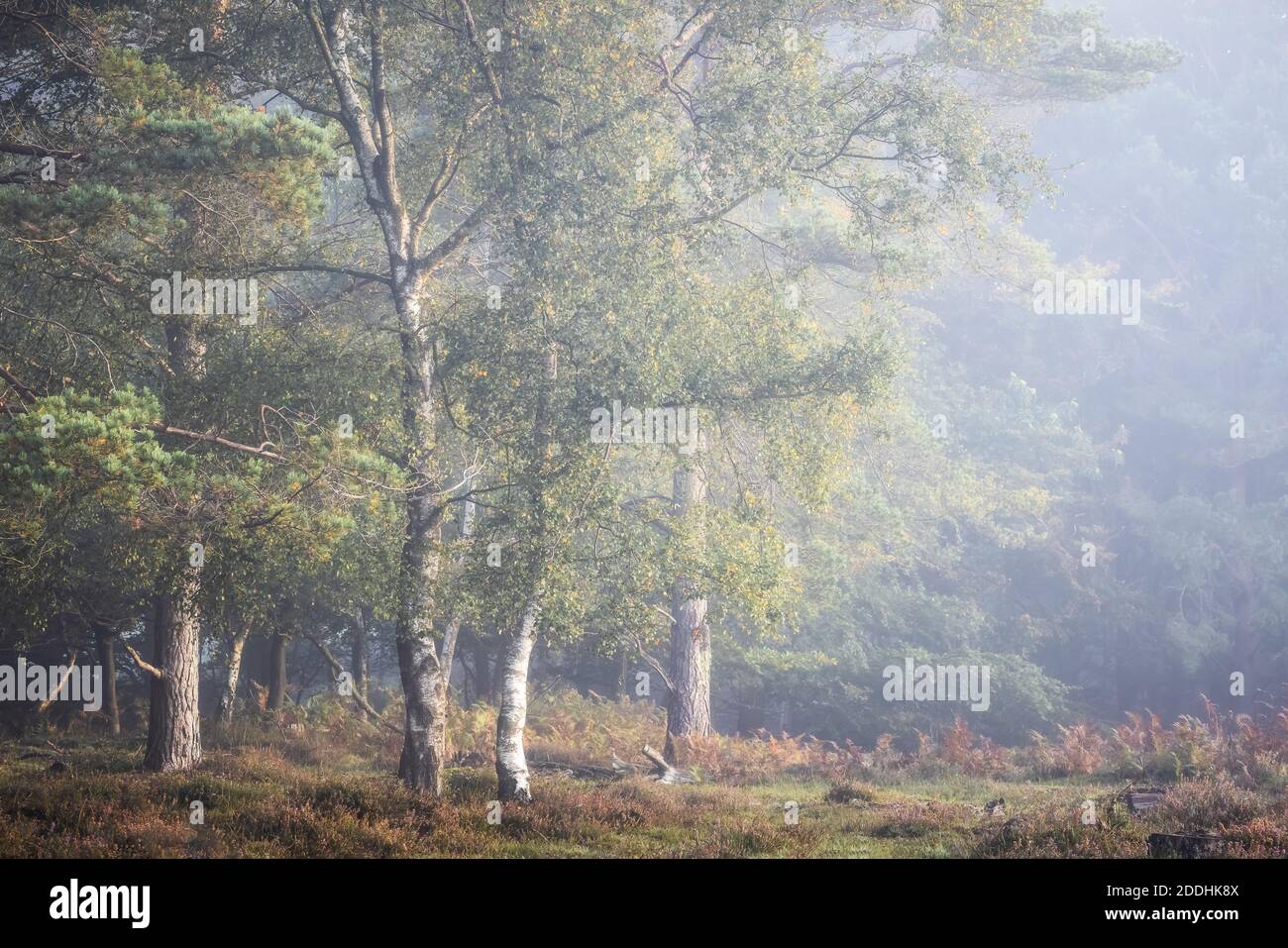 New Forest Scenes Stock Photo - Alamy