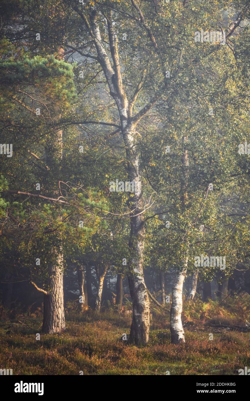 New Forest Scenes Stock Photo - Alamy