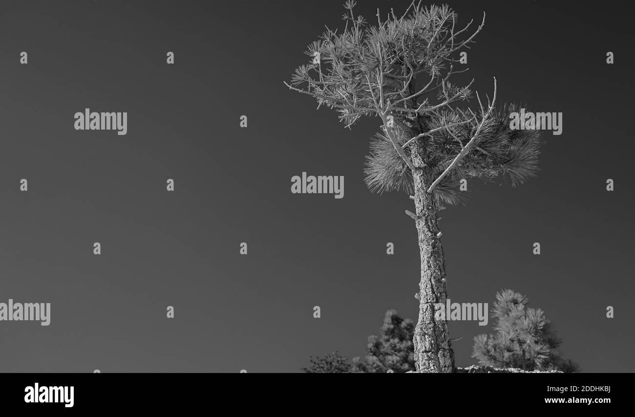 The last tree standing Stock Photo - Alamy