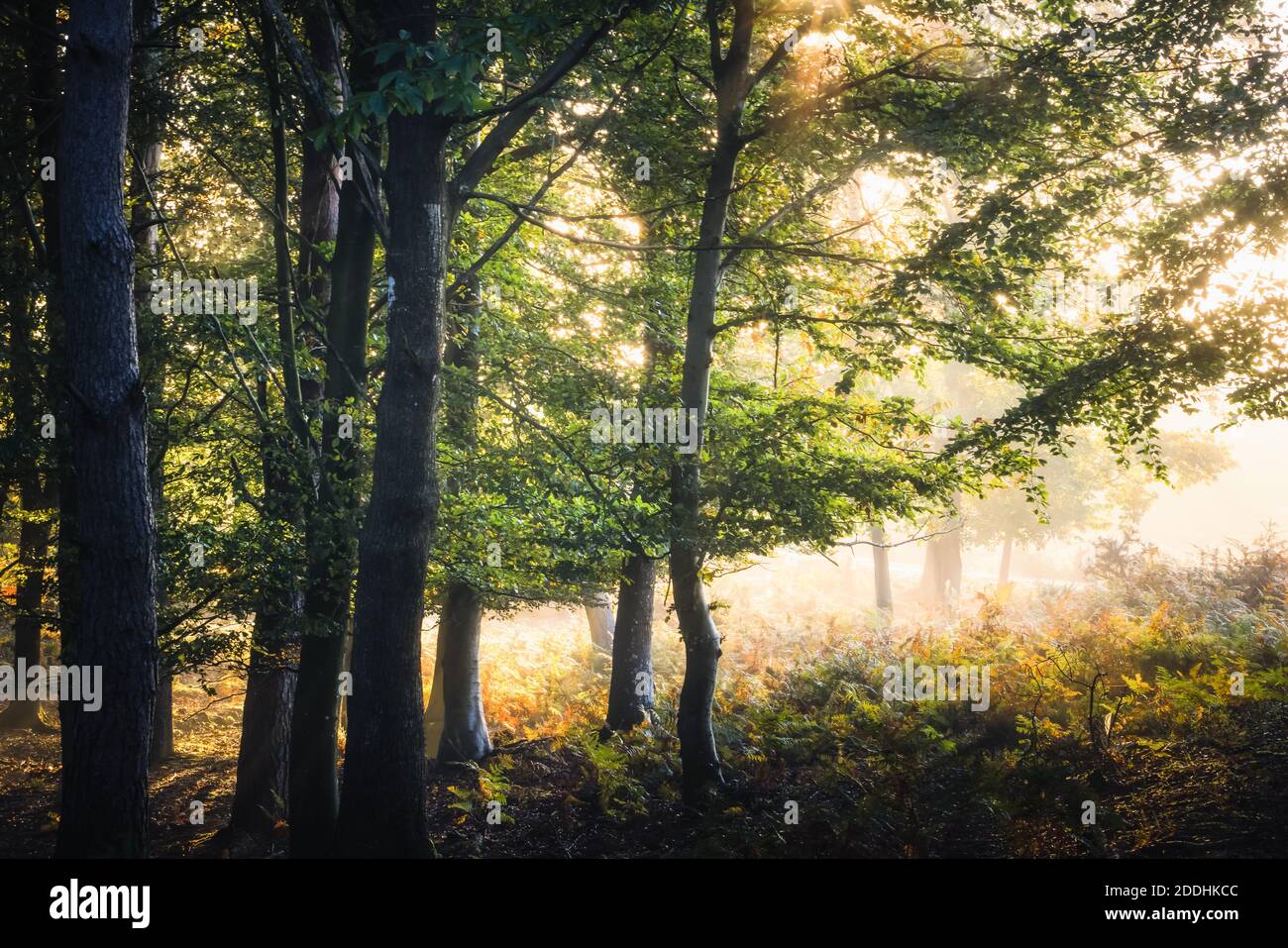 New Forest Scenes Stock Photo - Alamy