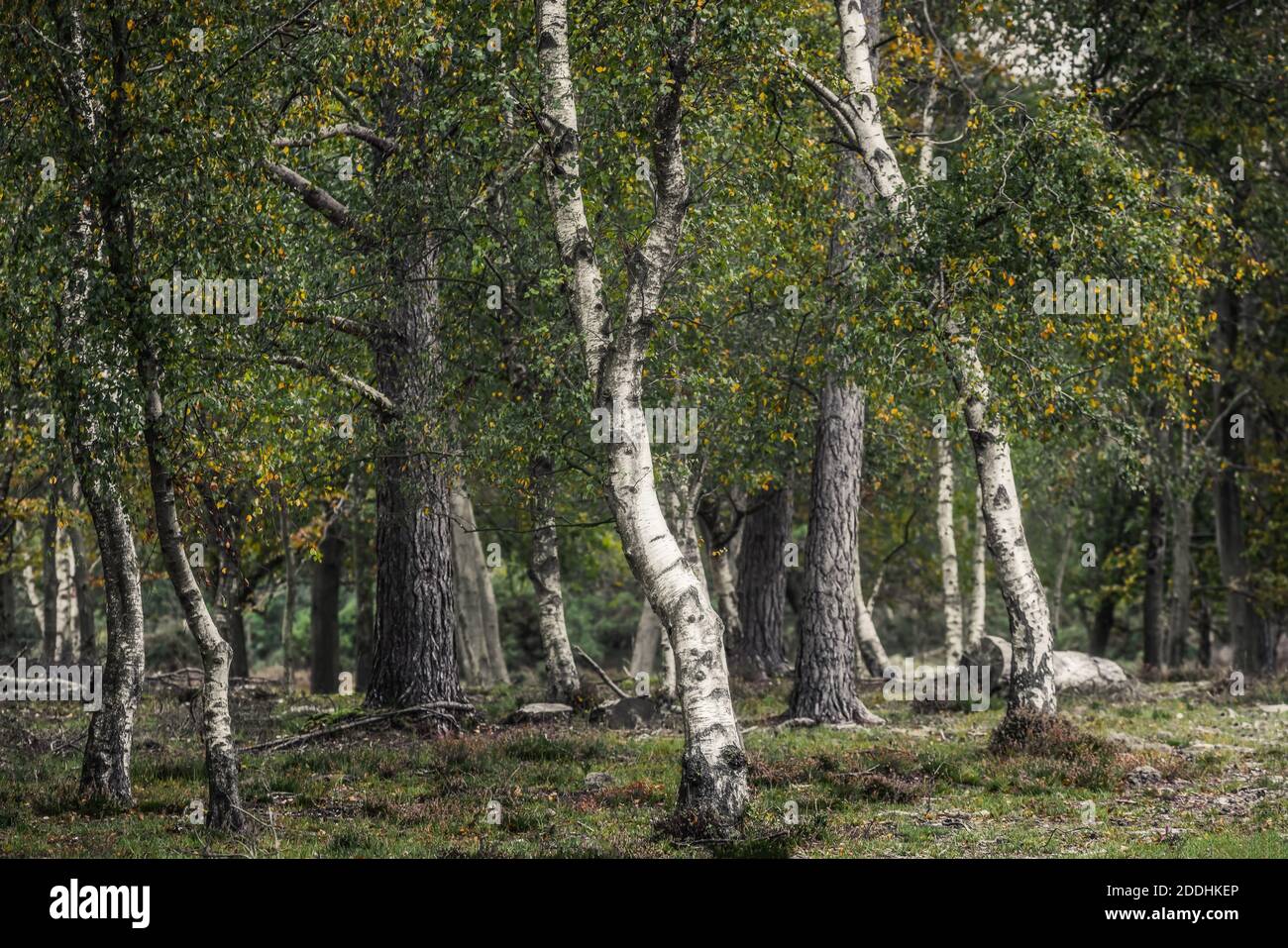 New Forest Scenes Stock Photo - Alamy