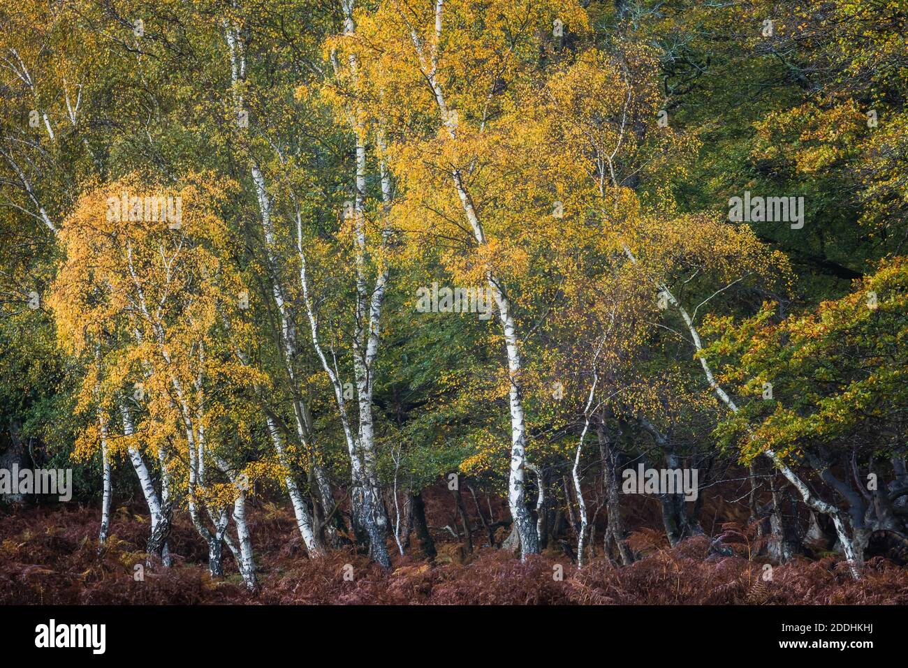 New Forest Scenes Stock Photo - Alamy