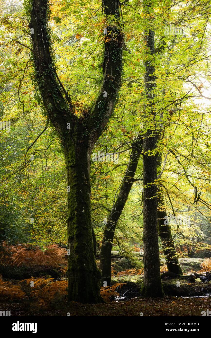 New Forest Scenes Stock Photo - Alamy