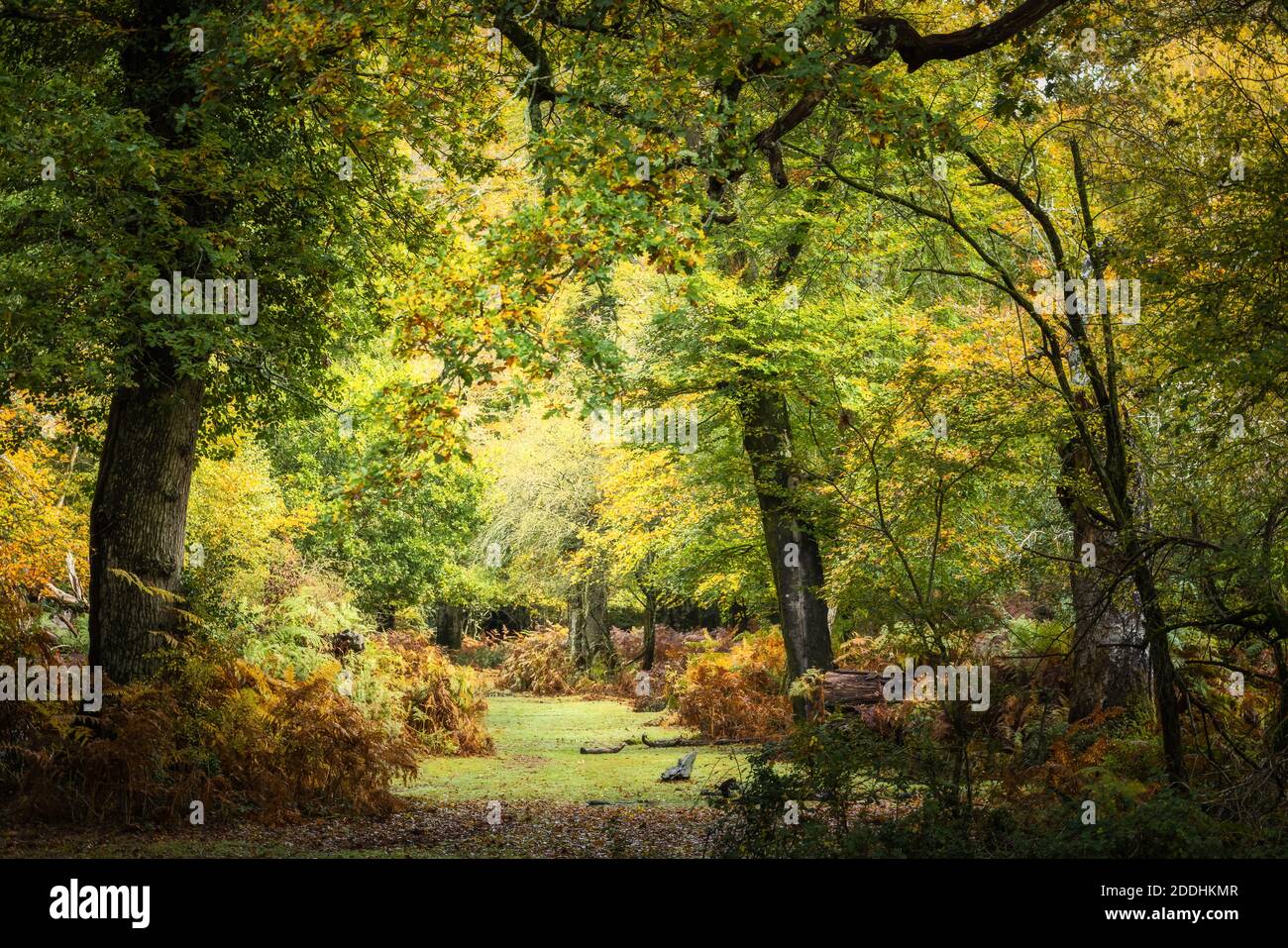 New Forest Scenes Stock Photo - Alamy