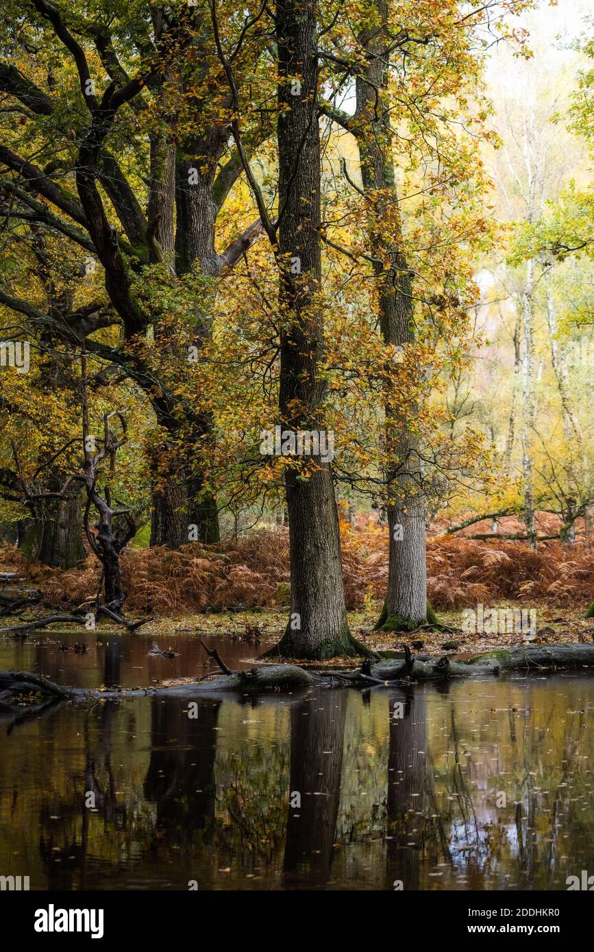 New Forest Scenes Stock Photo - Alamy