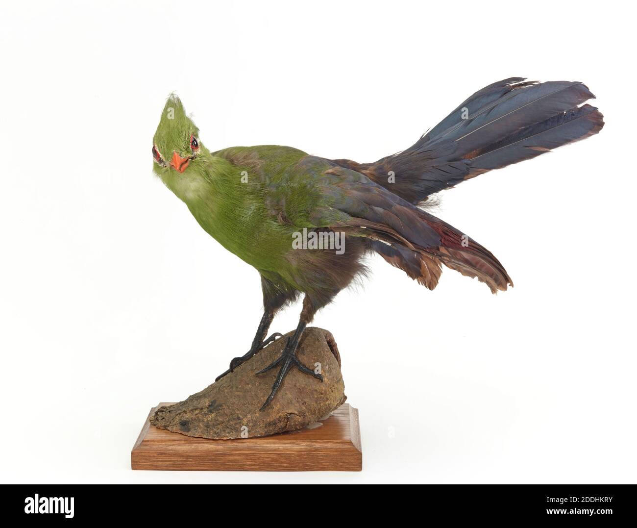 Turaco Guinea turaco (Tauraco persa), also known as the green turaco ...