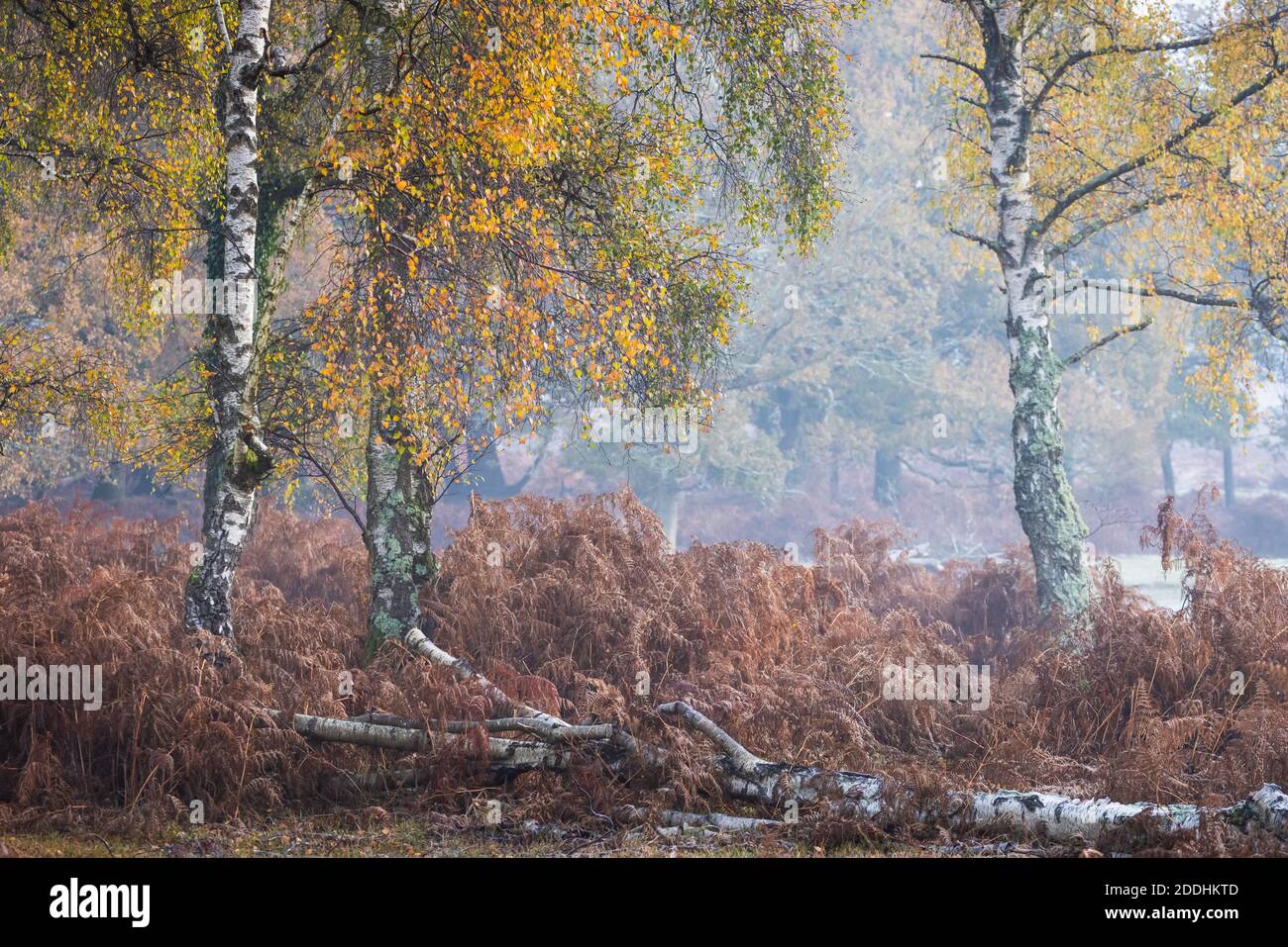 New Forest Scenes Stock Photo - Alamy
