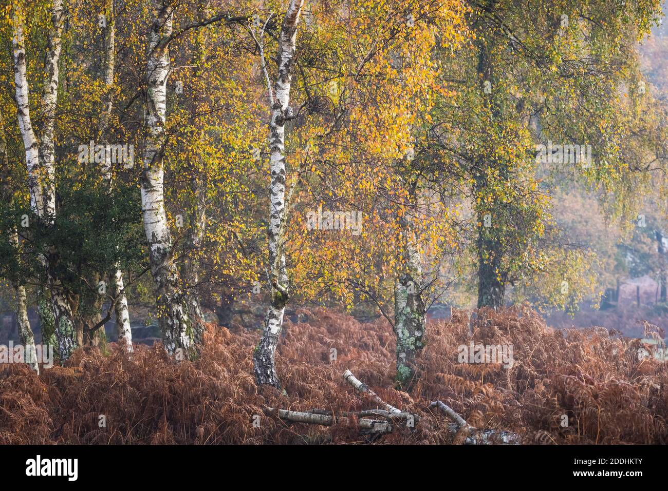 New Forest Scenes Stock Photo - Alamy