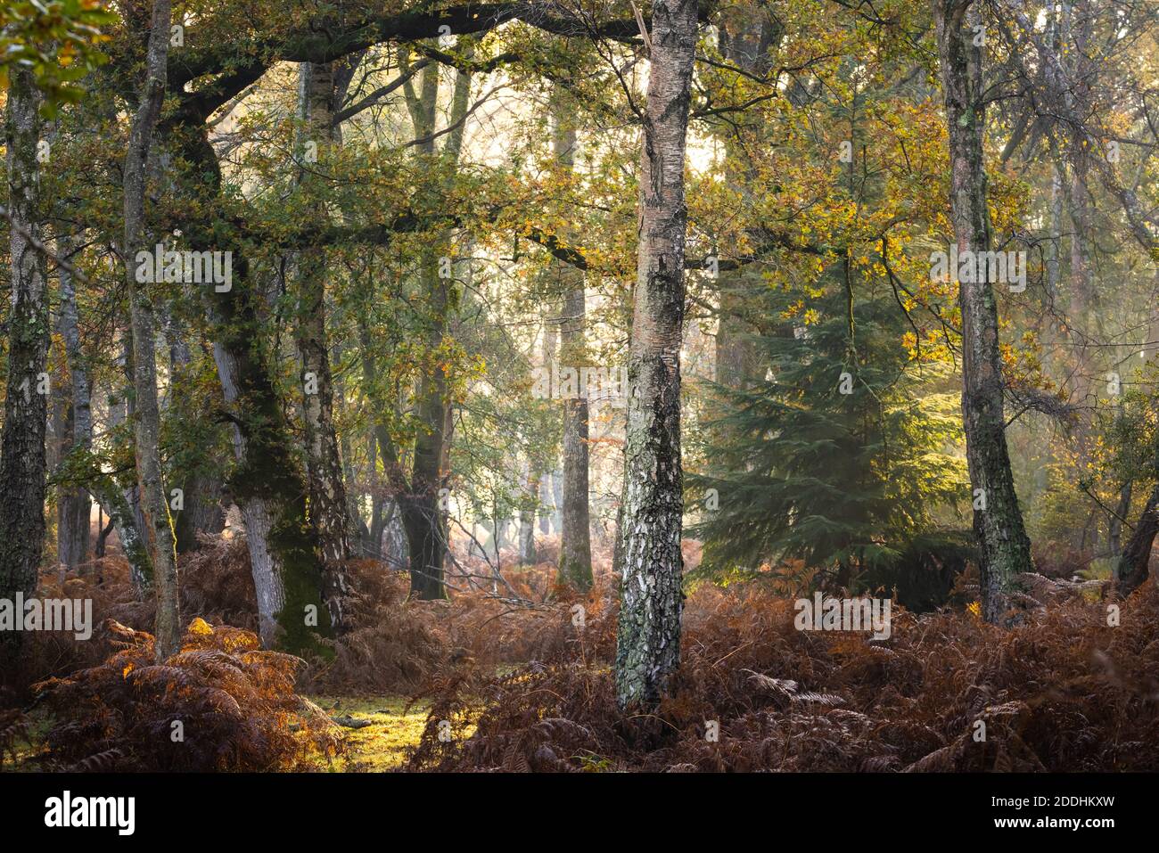 New Forest Scenes Stock Photo - Alamy