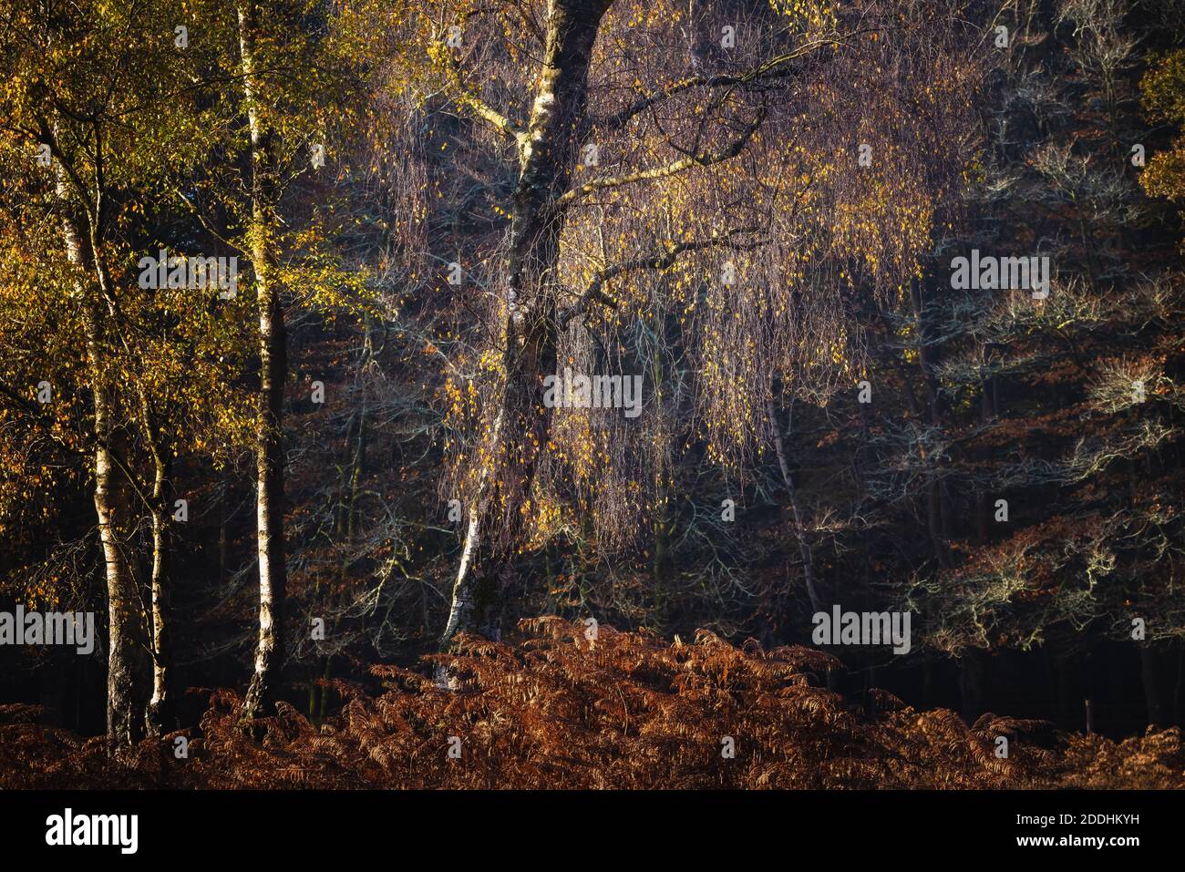 New Forest Scenes Stock Photo - Alamy