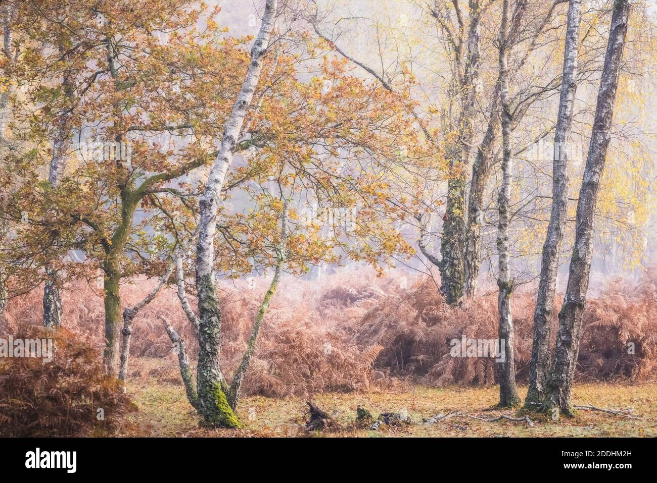 New Forest Scenes Stock Photo - Alamy