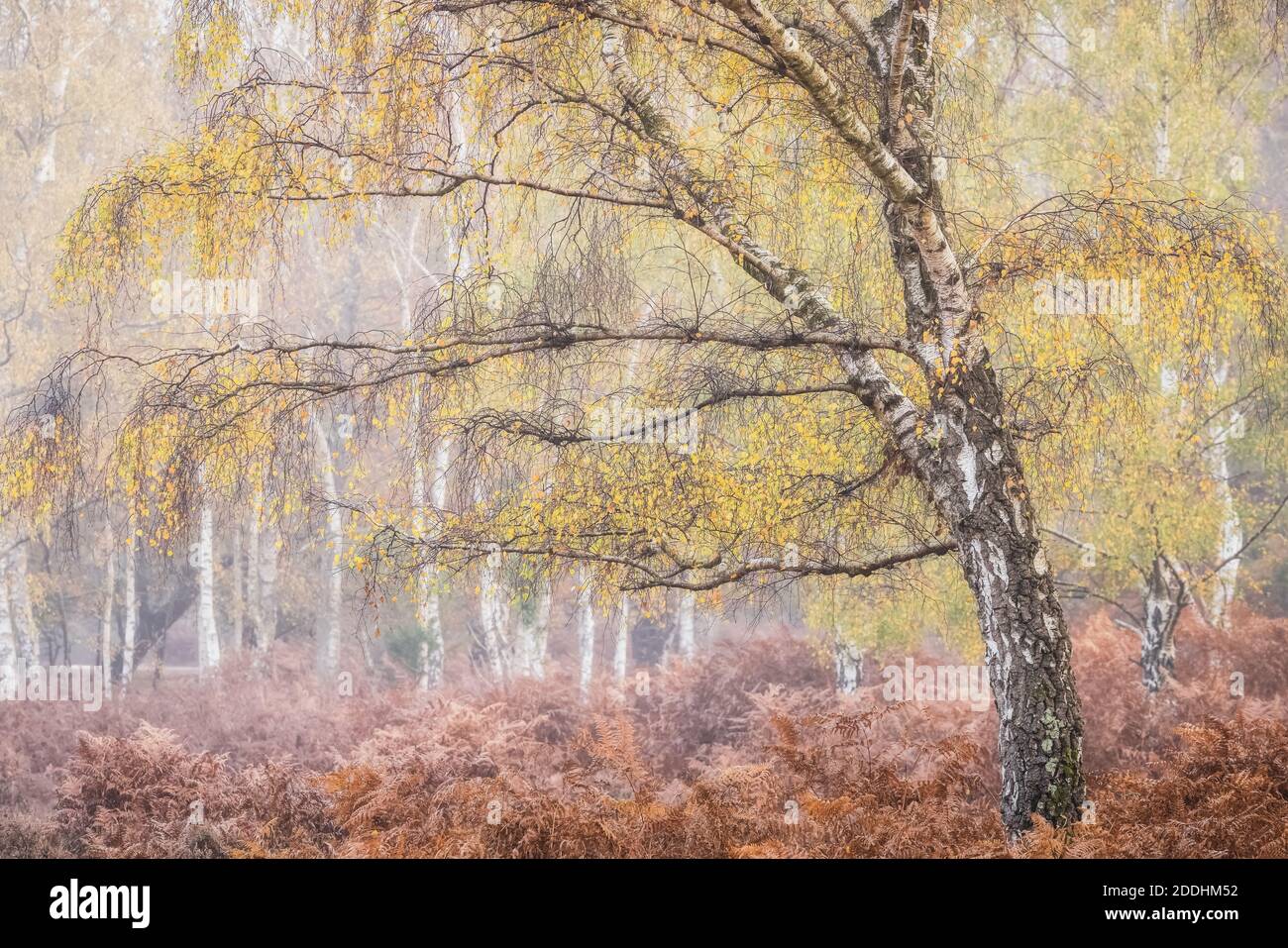 New Forest Scenes Stock Photo - Alamy