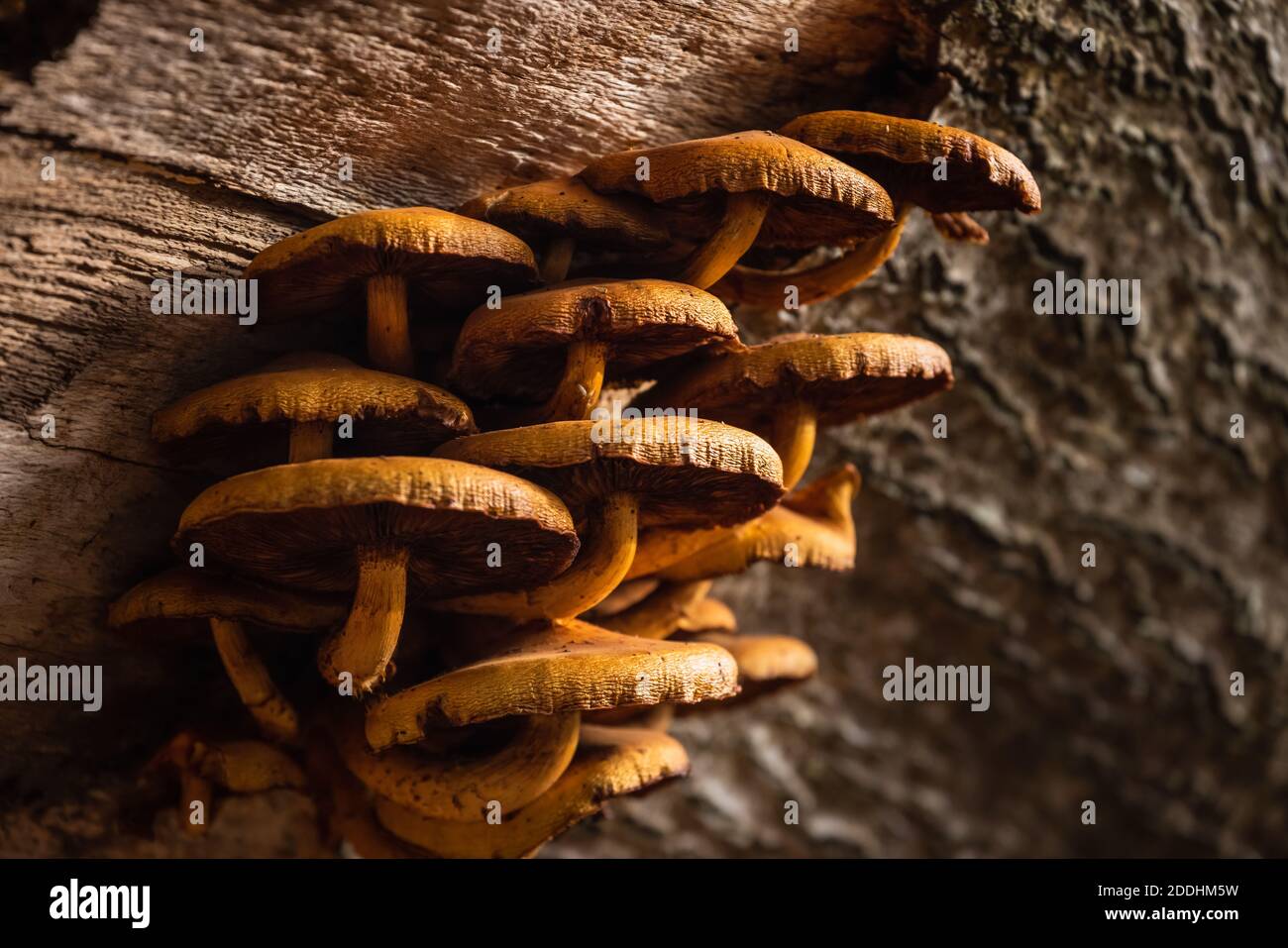 New Forest Scenes Stock Photo - Alamy