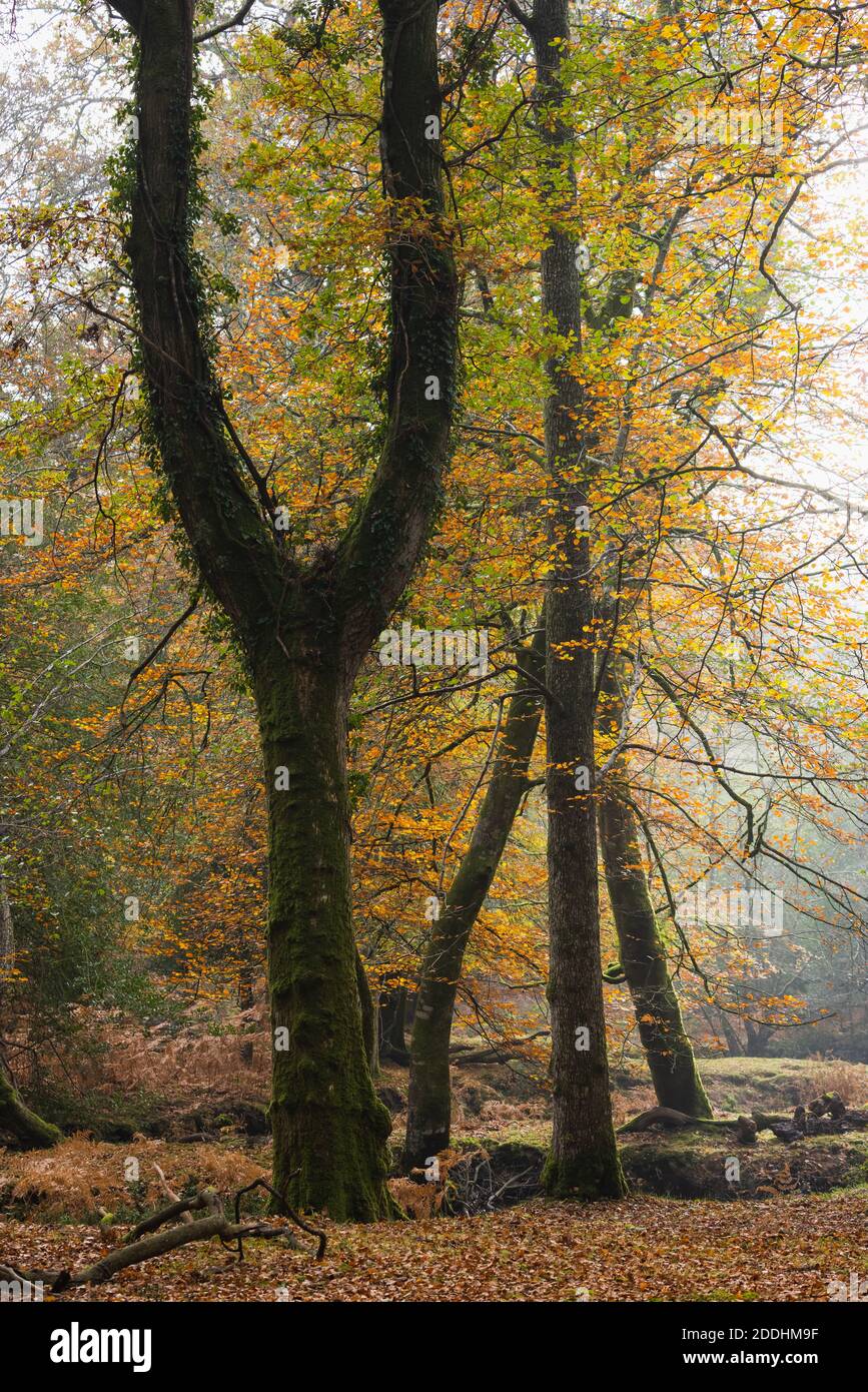 New Forest Scenes Stock Photo - Alamy