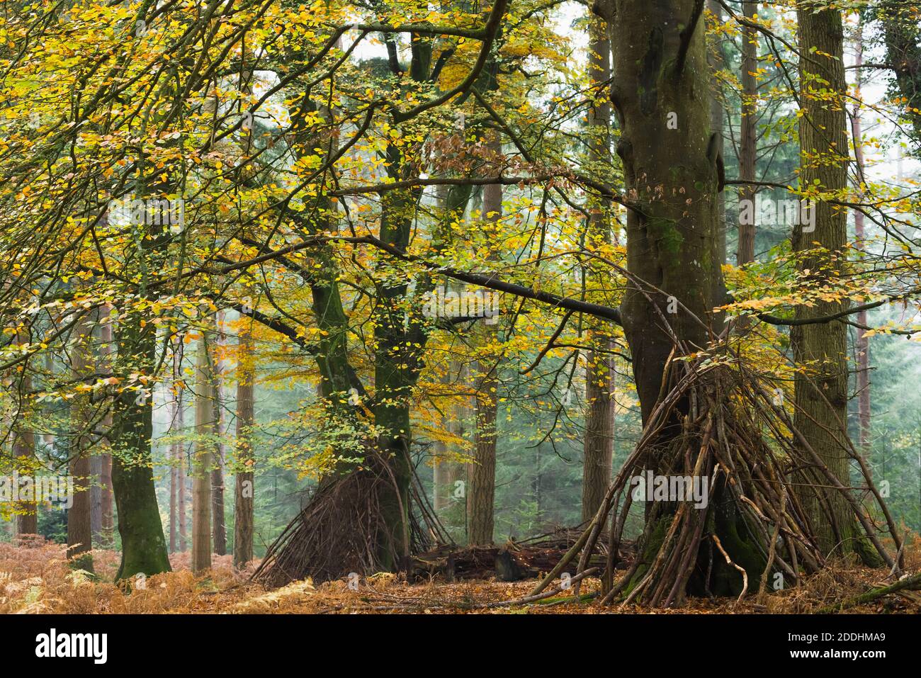 New Forest Scenes Stock Photo - Alamy