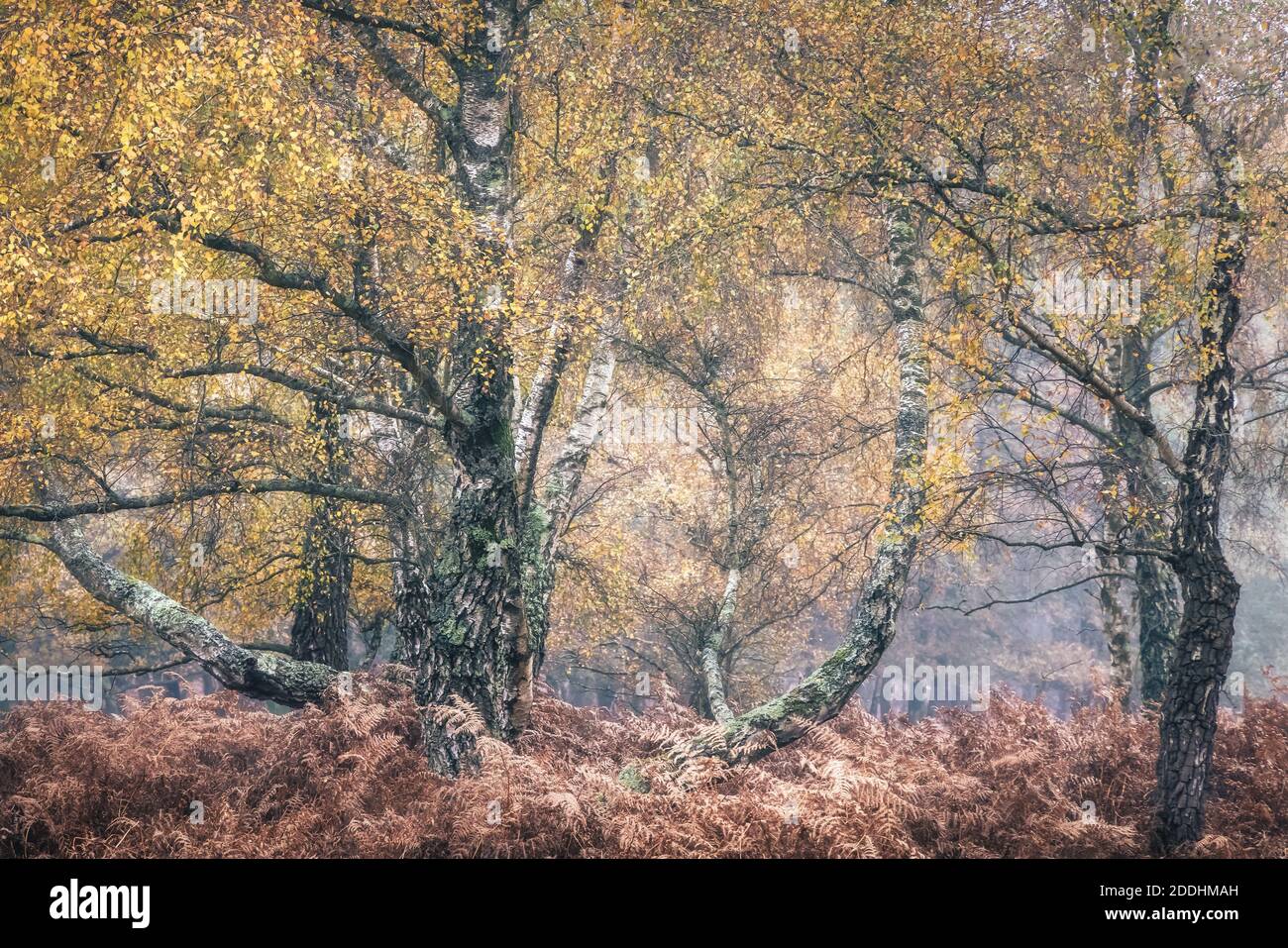 Pictures Of Forest Scenes at Diane Arnett blog