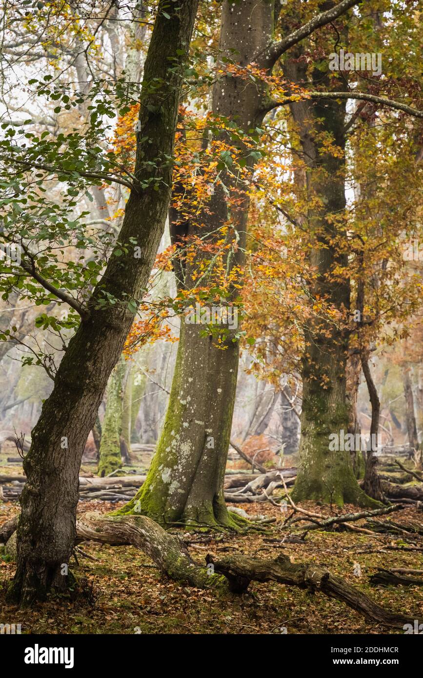 Pictures Of Forest Scenes at Diane Arnett blog