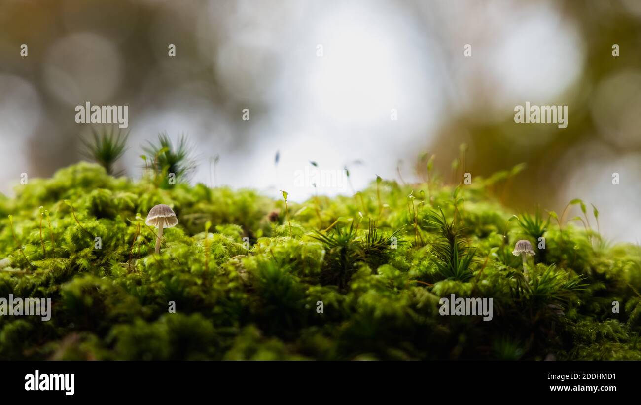 New Forest Scenes Stock Photo - Alamy