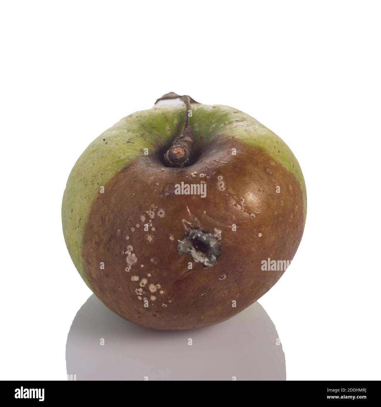 One bad spoiled apple, close-up, isolate on white background Stock ...