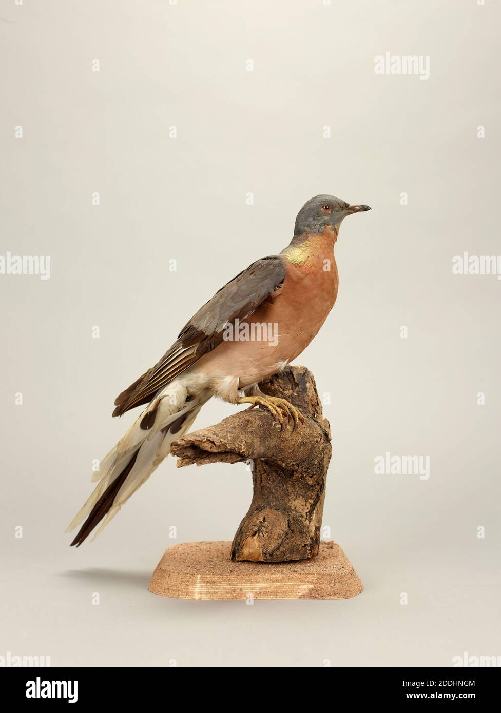 Passenger pigeon, Ectopistes migratorius, Male. An extinct bird ...
