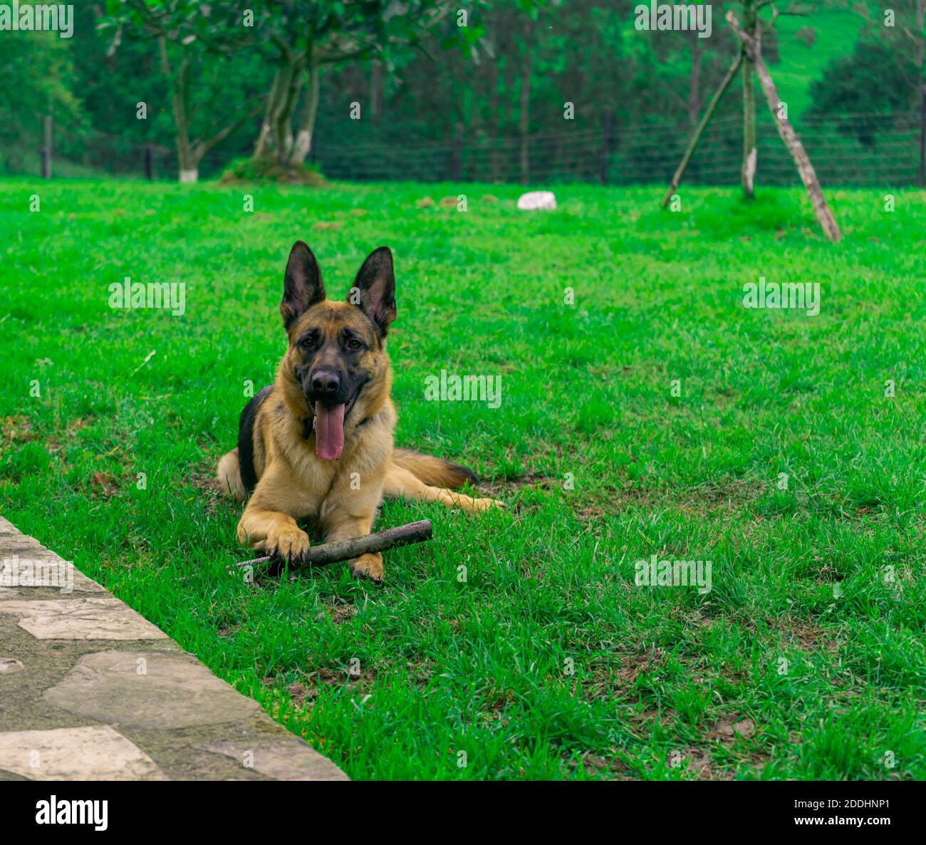 An old German shepherd lying on the grass in a park with a blurry ...