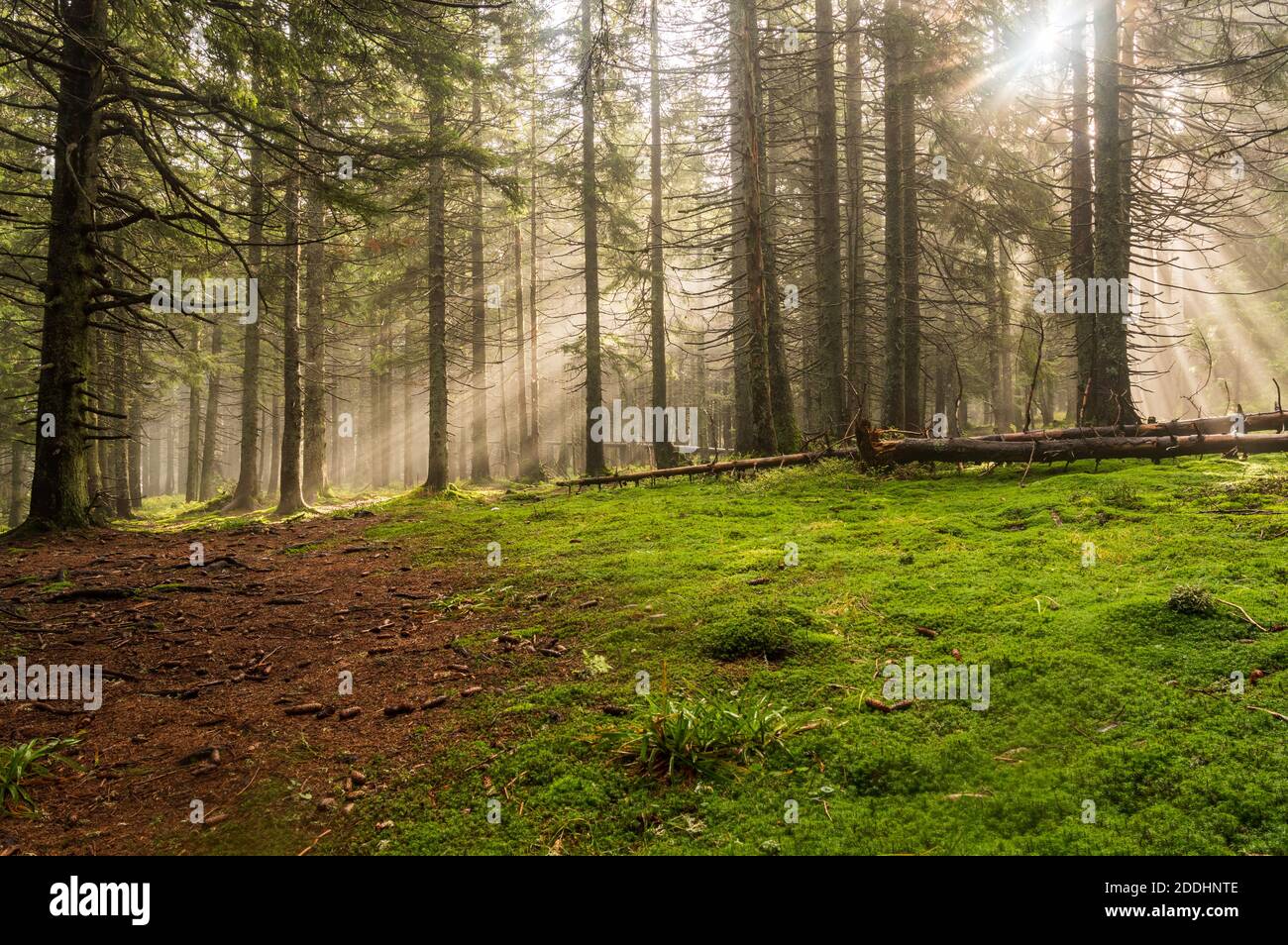 Beautiful sunbeams in the forest. Light rays make their way through the ...